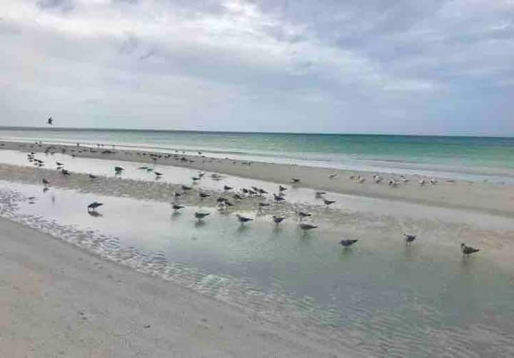 The Beach, Pool, Gym, Trail, Tennis, Relaxation! - Venice, FL