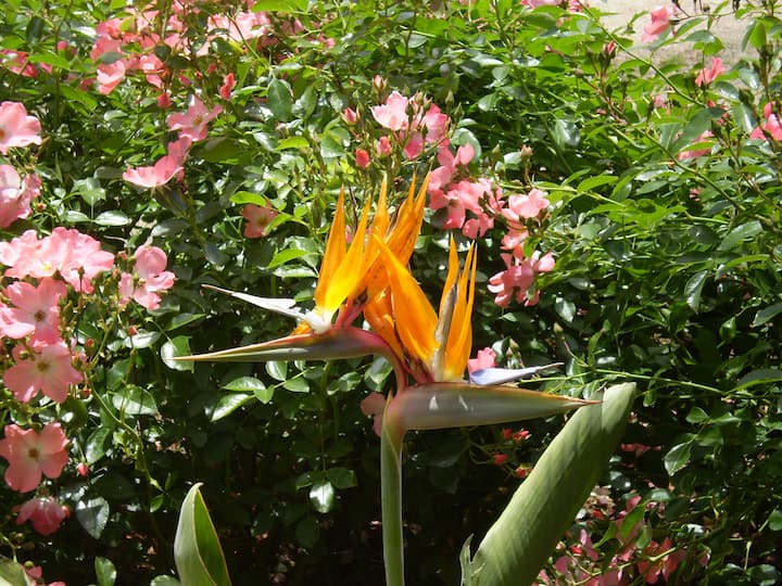 Mornington Farmstay - Mornington