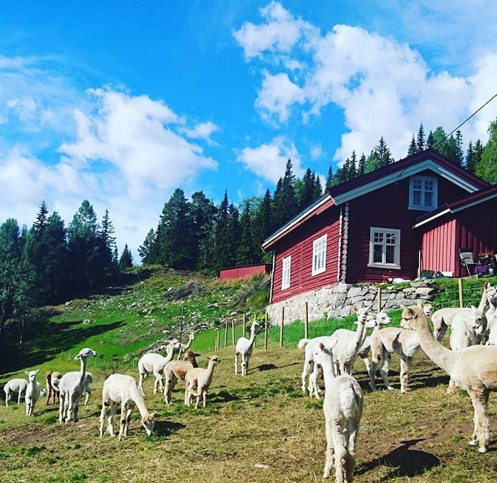 Cosy Farmhouse At Alpacafarm - Norvège