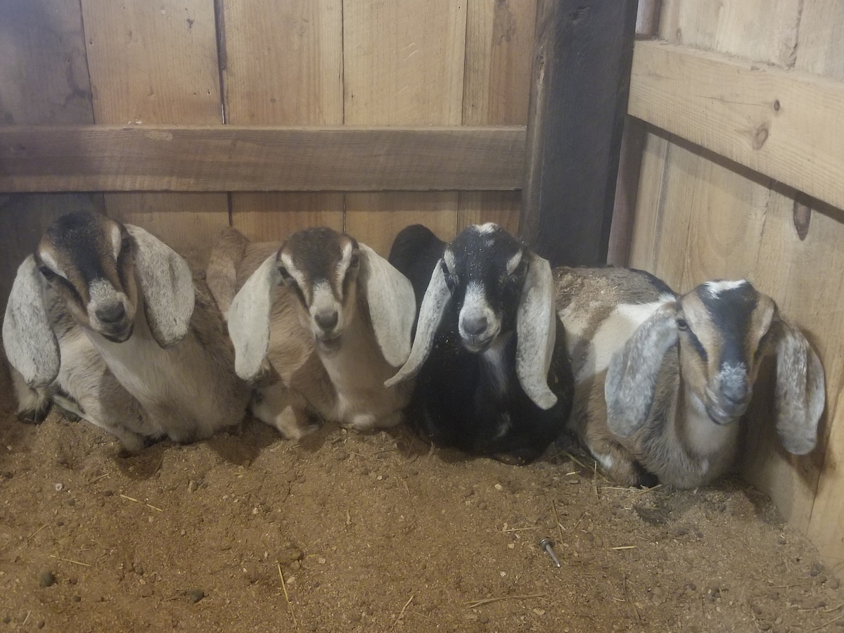 The Goat Farm Getaway at South of Sanity Farms - Campers/RVs for Rent ...