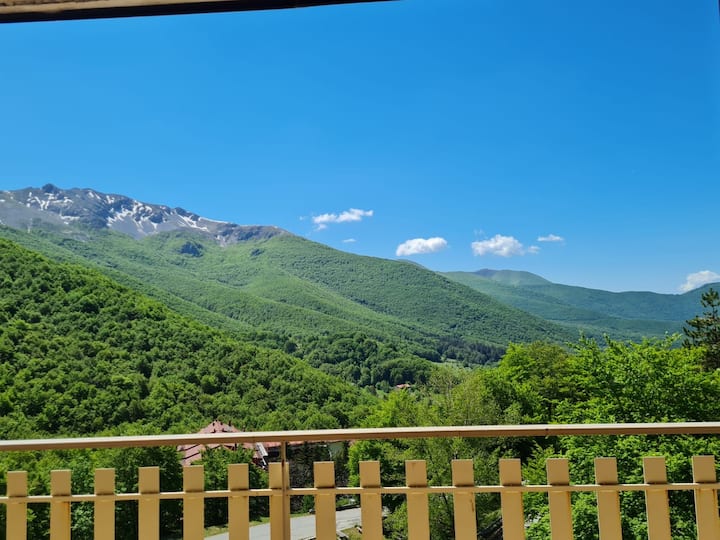 Faggio Rosso - Avezzano