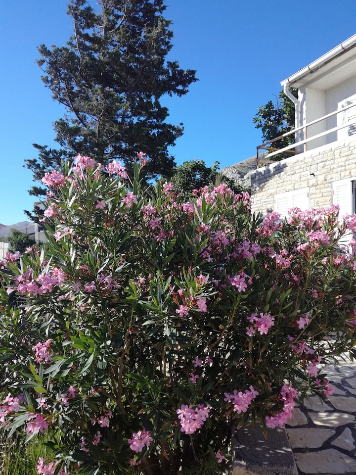 Apartman Lokunjica - Pag