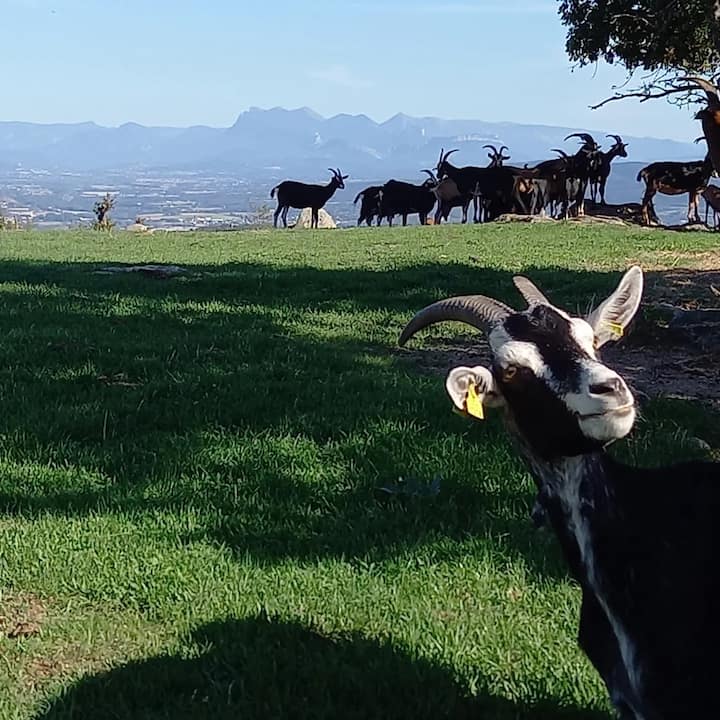 Ferme De Tallans - Le Pouzin