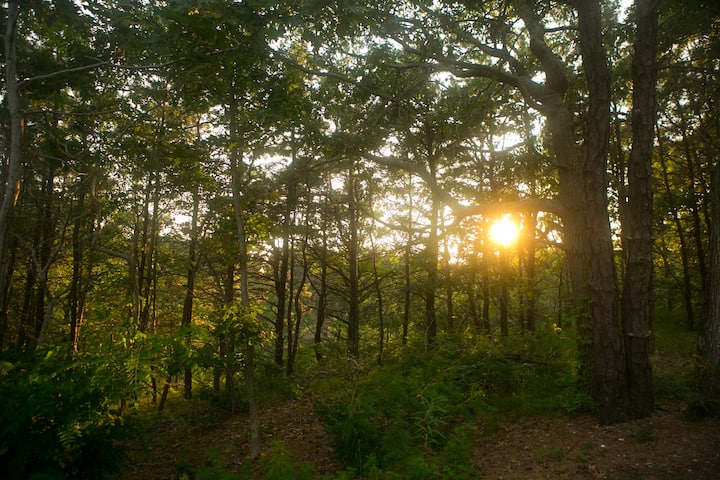 Wellfleet Home Above The Trees - Wellfleet, MA