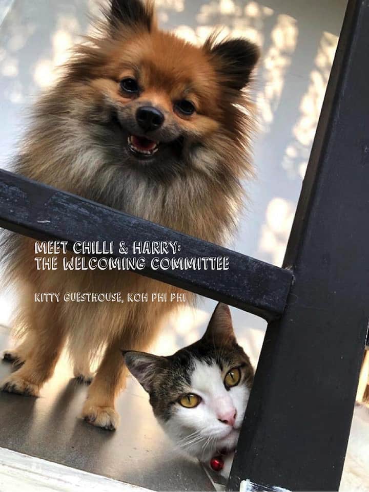 Kitty Guesthouse , Koh Phi Phi  (Superior Room) - Ko Phi Phi Don