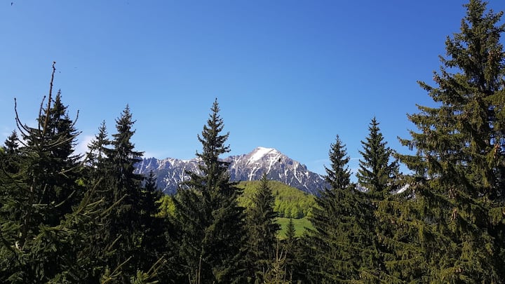 Bondia - Râșnov