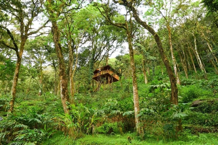 16 Tree Houses In Munnar (2023) | Updated Deals, Latest Reviews, Photos