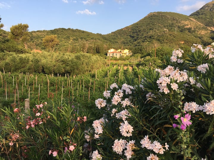 Sea & Mountain View Terrace Appartment, Kotor Bay - Montenegro