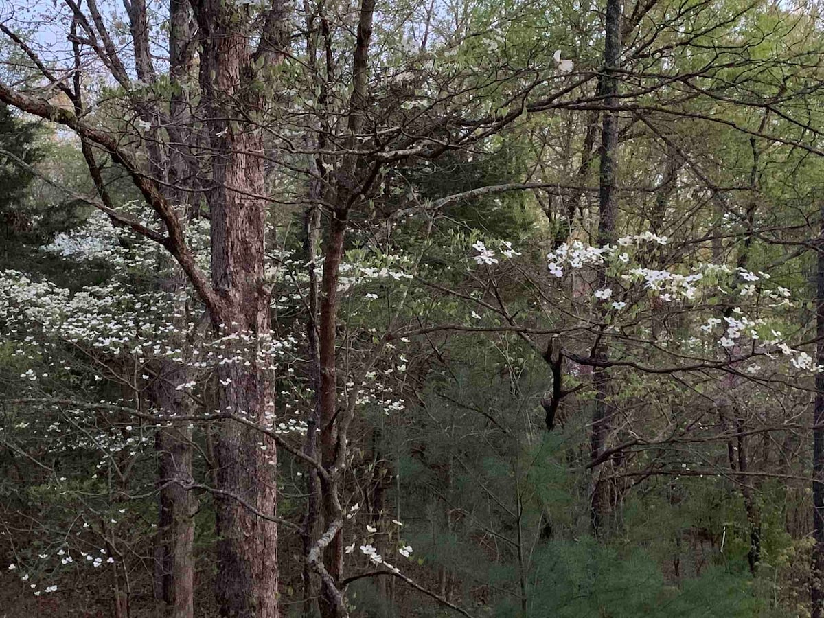 Cozy Cabin, private getaway on Bull Shoals Lake. - Cabins for Rent in ...