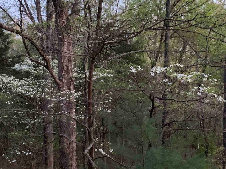 Cozy Cabin, private getaway on Bull Shoals Lake. - Cabins for Rent in ...