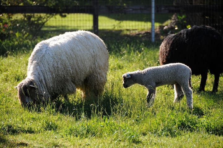 Wine Country Sheep Farm Main Cottage - Temecula, CA