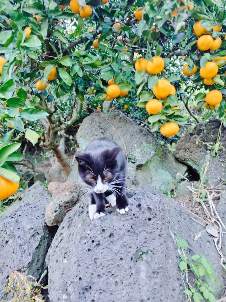 무료감귤체험,바베큐불멍아이니하우스 Great Location&can Keep Luggage - South Korea