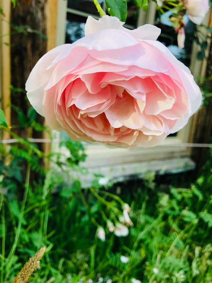 Roseanna's Guesthouse - Suite D - Parksville