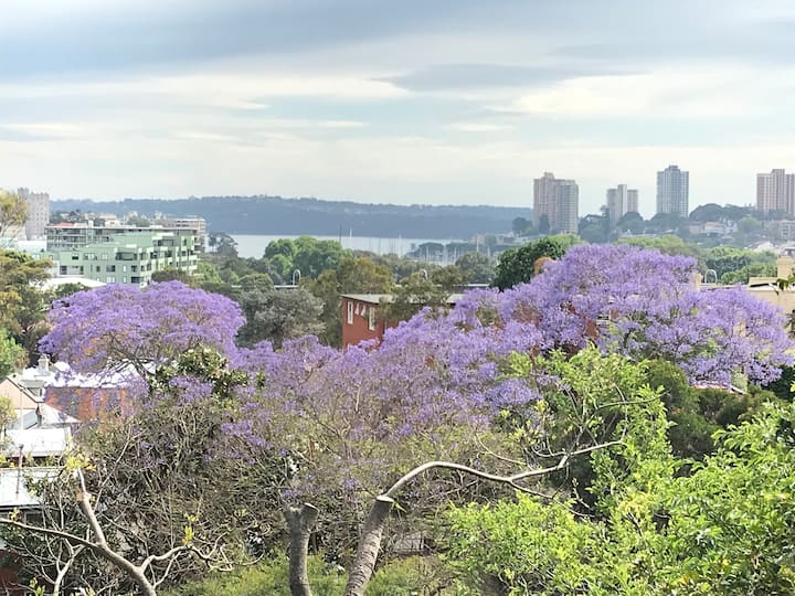 Studio Treetop Paddo - Sydney