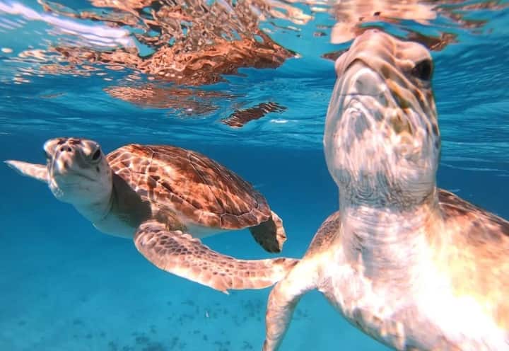 Cosy 1 Bed Apt 2b In Rockley Near Embassy & Beach - Bridgetown