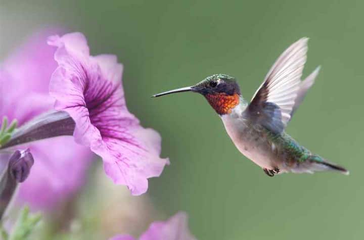 Stunning Waterfall View From Hummingbird Condo - Lake Toxaway, NC