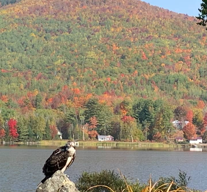 Lakefront Cottage on beautiful Miles Pond w/dock. - Cottages for Rent ...