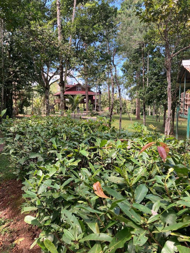 Rustic House, Bird Sanctuary - Puerto Barrios