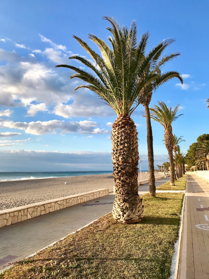 Geco (A) - Miami Platja