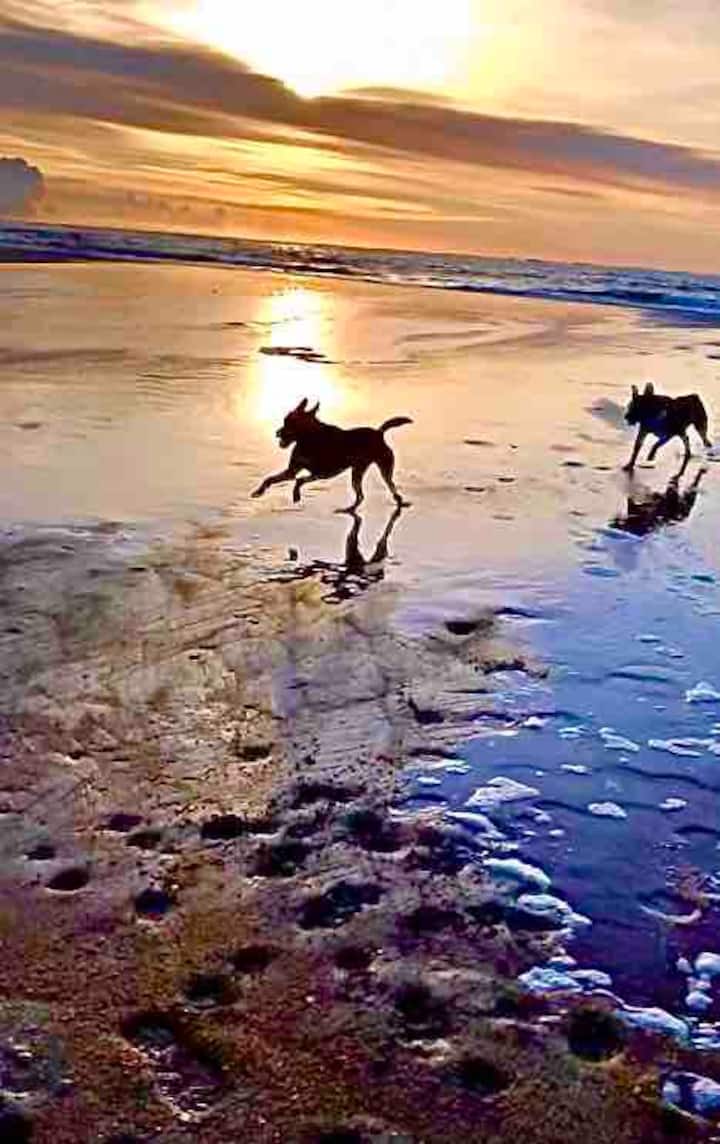 Perfect Beach Home, Steps To Beach ,Dog Friendly ! - Vilano Beach, FL