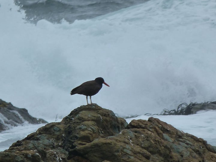 Kleine Kunstlers Bucht - Bariloche