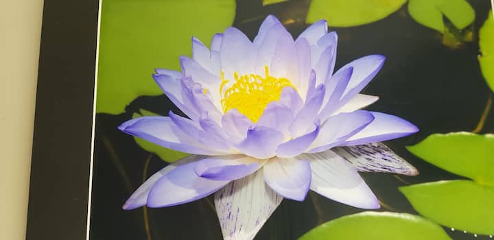 The Lilly Pad - Tamborine Mountain