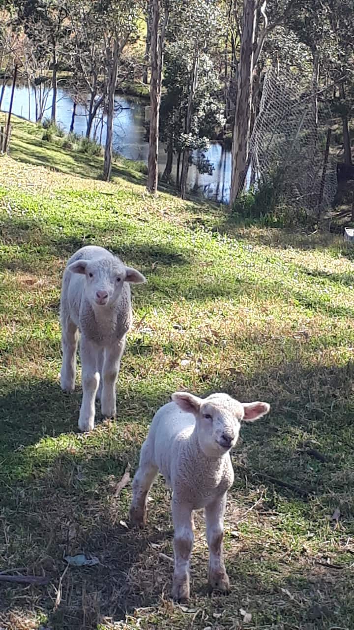 Highfields Country  Cottages Kurrajong
C1-hills - Kurrajong