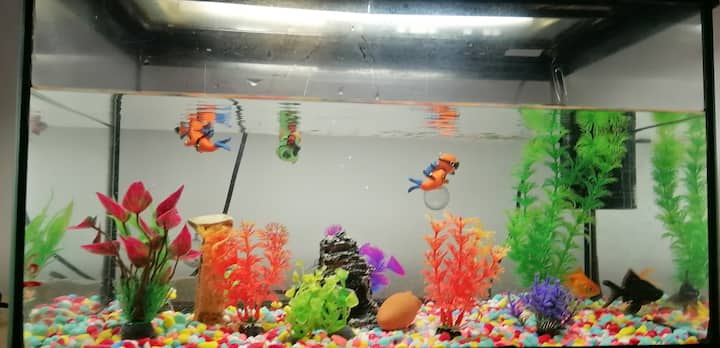B&b Aquarium - Rom