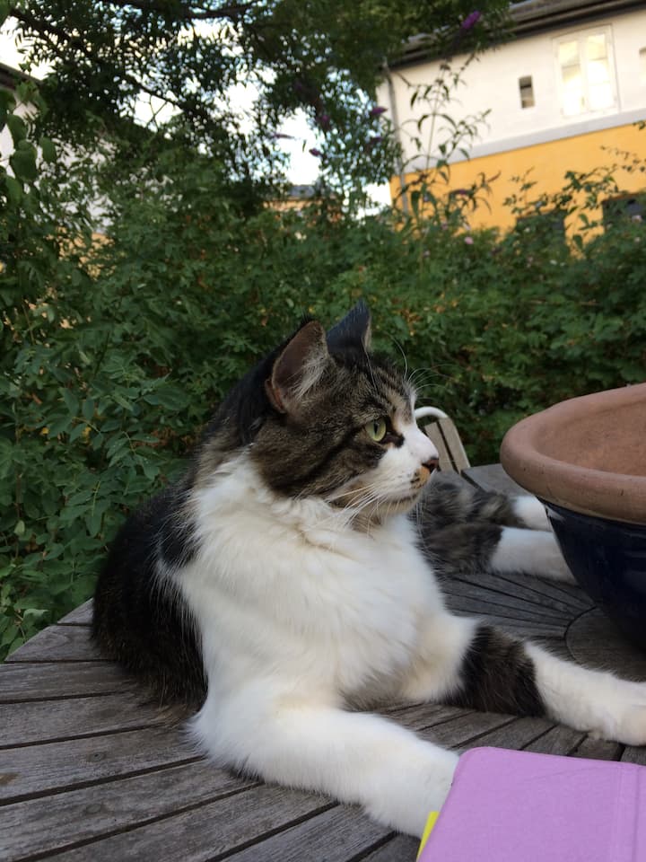 Flat With A Cat - Copenhagen