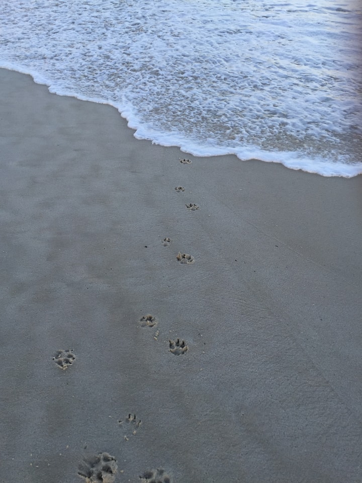 Paws & Pause @ The Bay - Huskisson