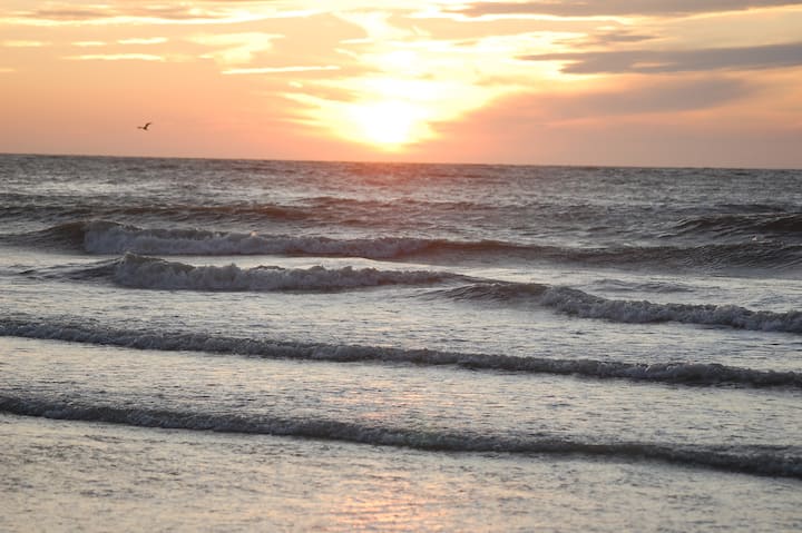 Zeenestje - Blankenberge