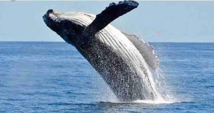 Ocean Front  6000 Sq House - Daly City