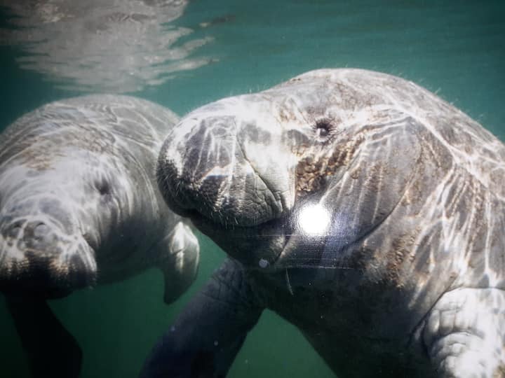 Swim With The Manatees! - Hernando Beach, FL
