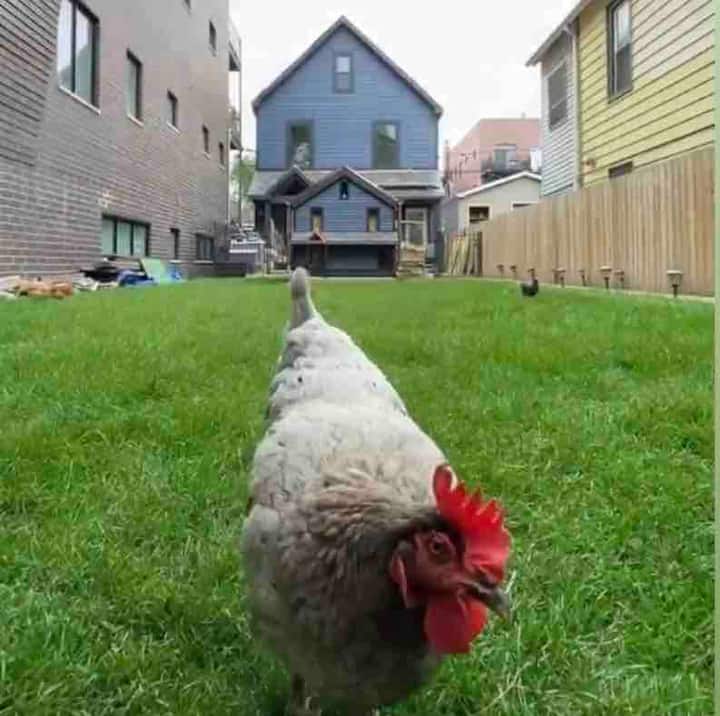City Chickens Studio - Hermosa - Chicago