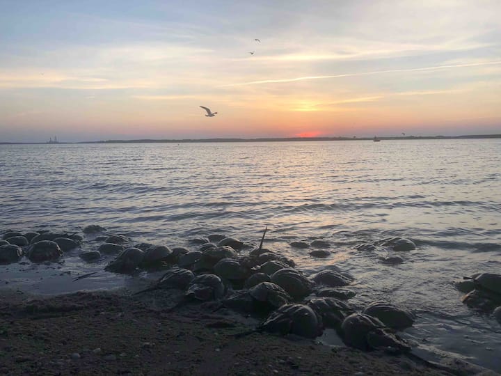 Serenity By The Sea, 2br,2b/pool - デラウェア州