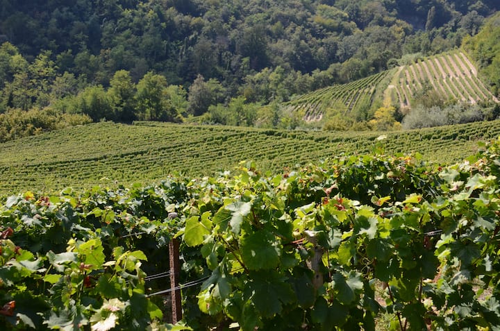 La Filura - Piedmont