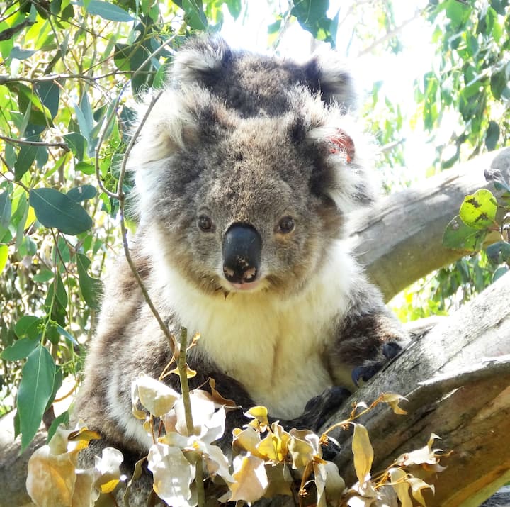Camping With Koalas - French Island - Phillip Island
