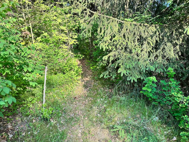 Zelten Mitten Im Wald - Allemagne