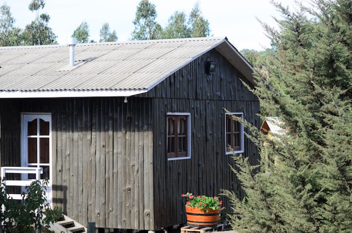 (Vi) Cabaña Rodeada De Arboles. - Pichilemu