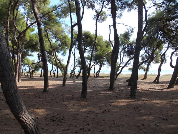 Grazioso Piano Terra A 20 Mt Da Mare E Pineta - Pineto