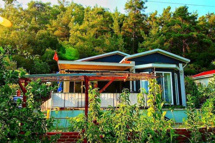 Agora Evi - Çamlı