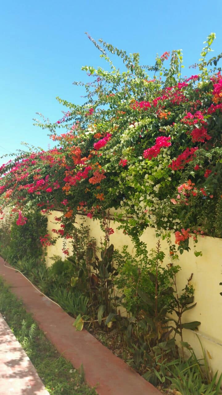 Petite Maison Plain-pied Fleurie - El Jadida