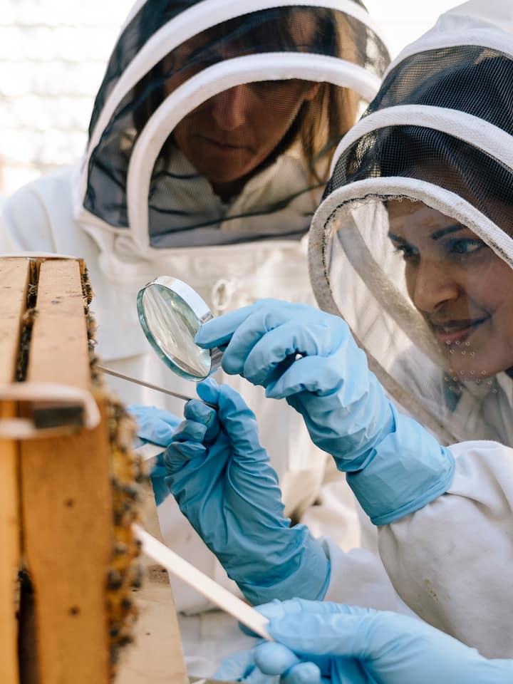 Honey Bee Therapy - Airbnb