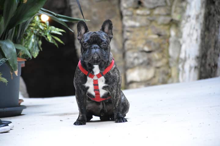 Coquette Chambre Et Son Ambassadeur Yoda à Antibes - Antibes