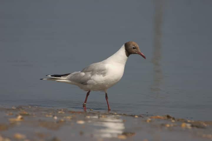 Mouette Rieuse - Saint-Gildas-de-Rhuys