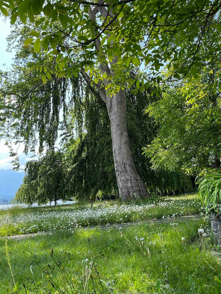 L'oasis Au Lac De Thoune "Green Pea” - Thun