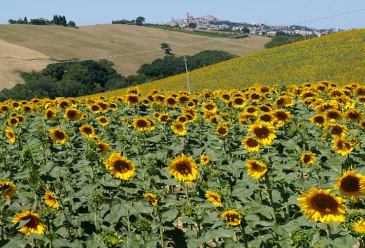 Country House In Marche - Macerata