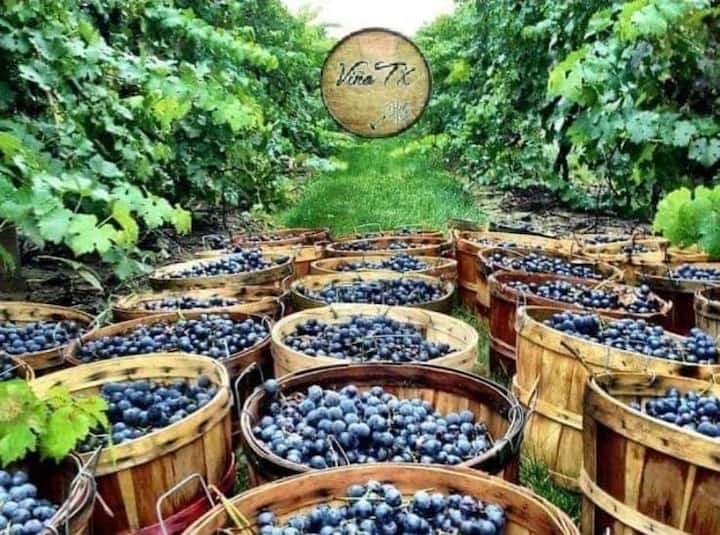 Viña Tx Room 5 - Tequisquiapan