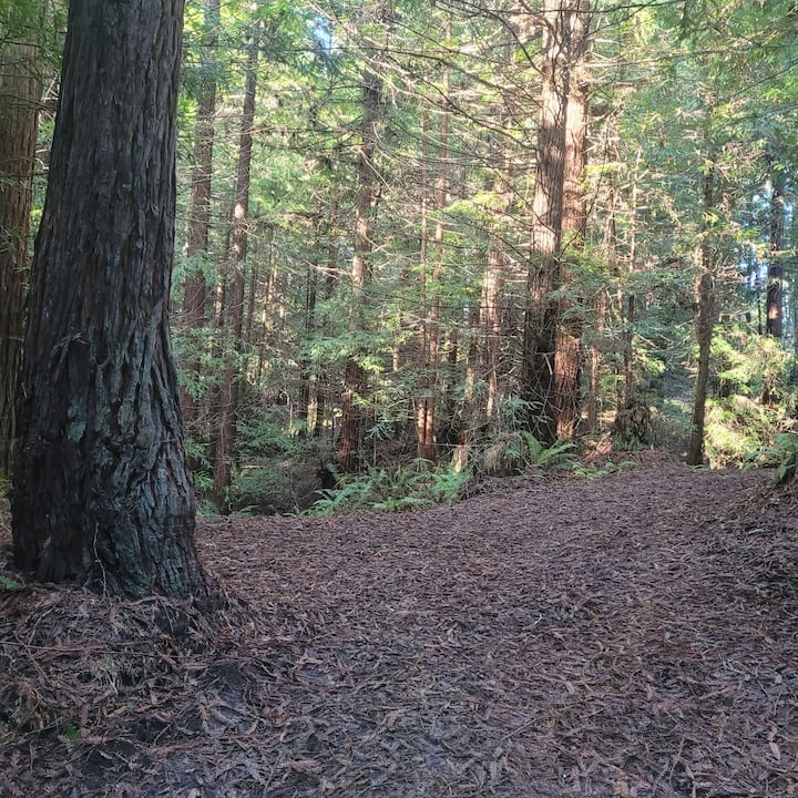 Campsite #1 In The Redwoods, No Fires - Fortuna, CA