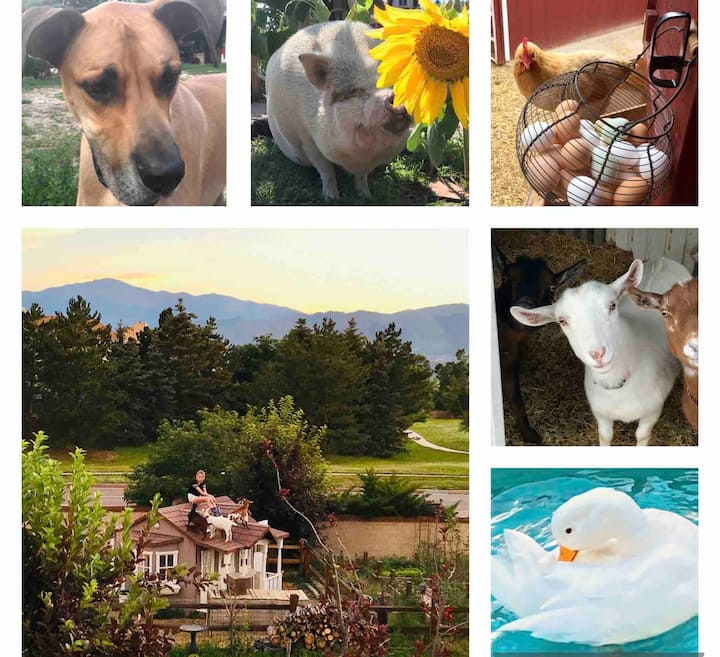Urban Farm • King Bed • No Cleaning Fee/no Chores - Black Forest, CO